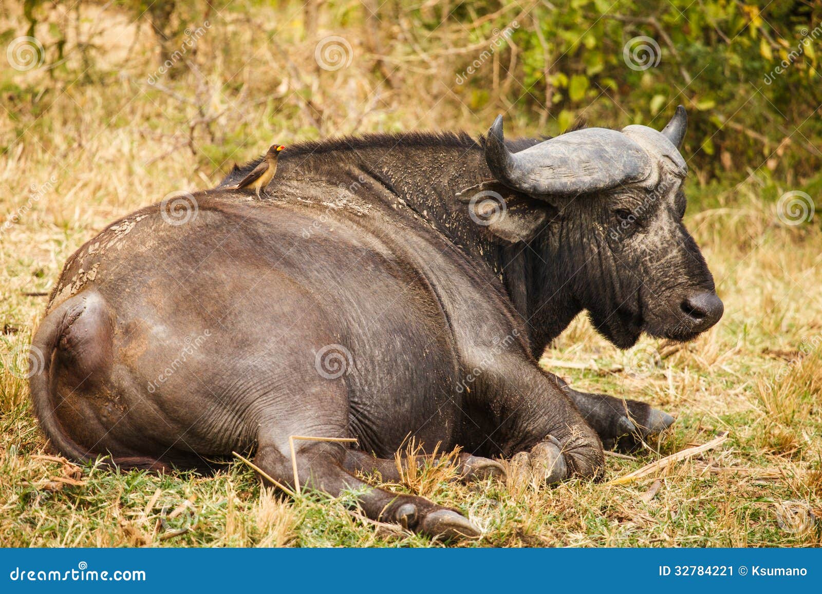 Wild buffalo stock image. Image of mammal, africa, buffalo - 32784221