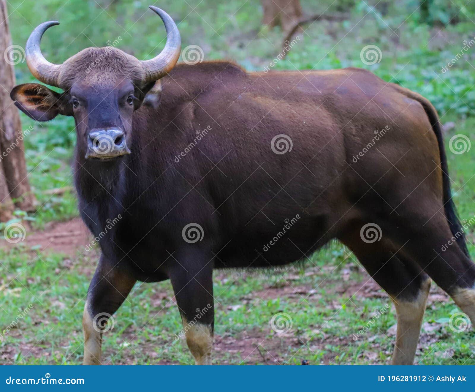 Wild Buffalo from Wester Ghats, Kerala Stock Photo - Image of wester ...