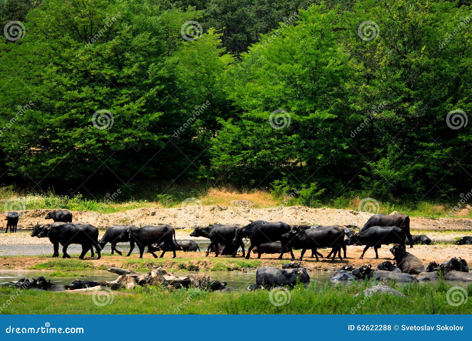 Wild buffalos stock photo. Image of horn, mammal, buffalo - 62622288