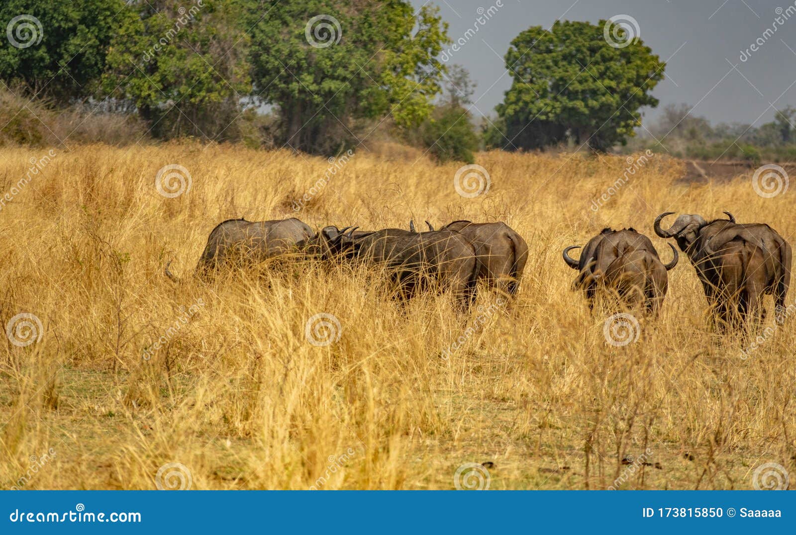 Wild Buffalos in the Bush in a Hot Day Stock Photo - Image of park ...