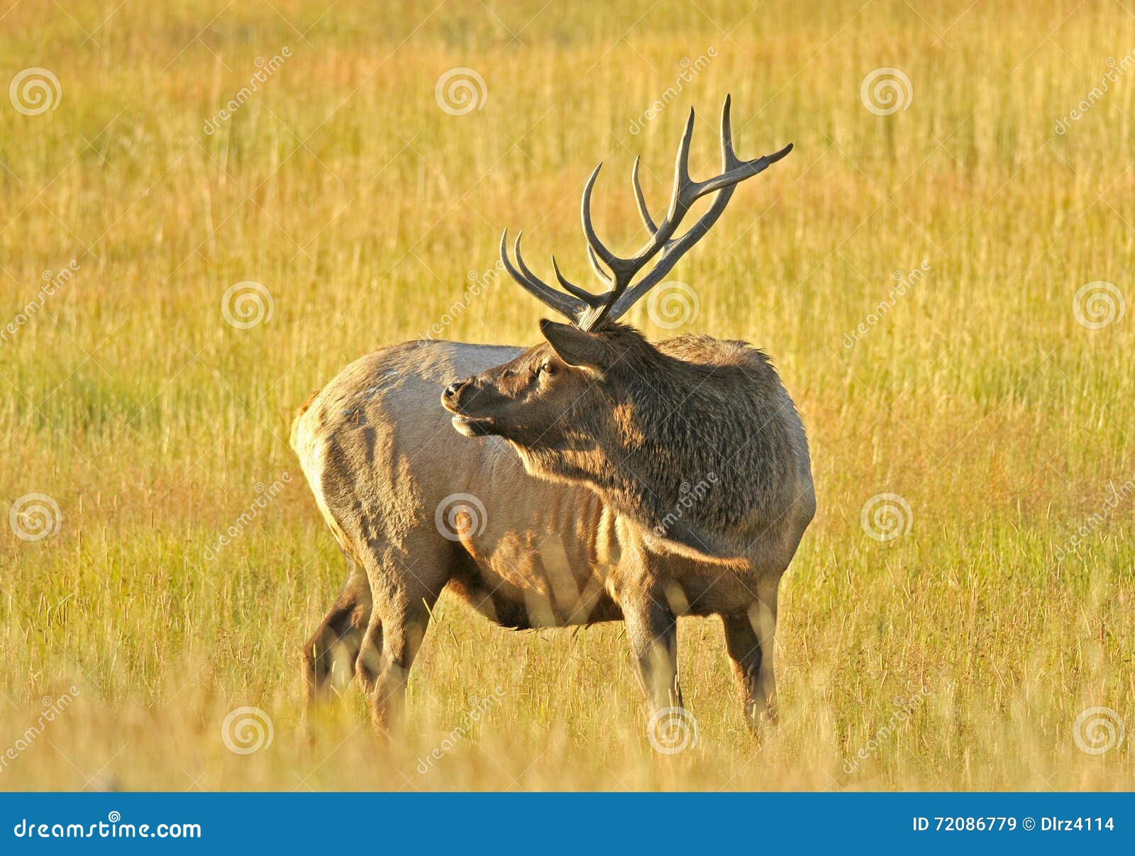 Wild Bull Elk stock image. Image of horn, mammal, tetons - 72086779