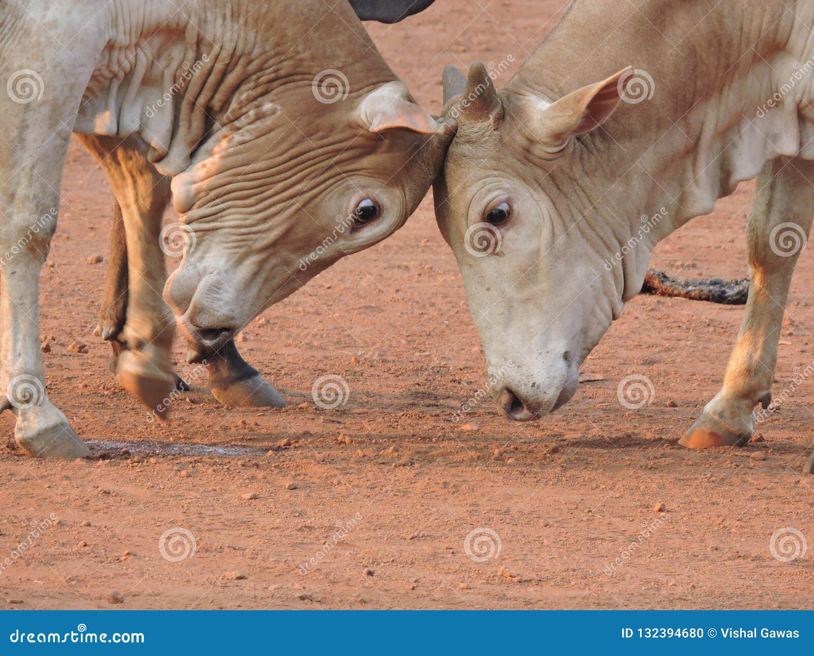 Wild bull fight animal stock photo. Image of animal - 132394680