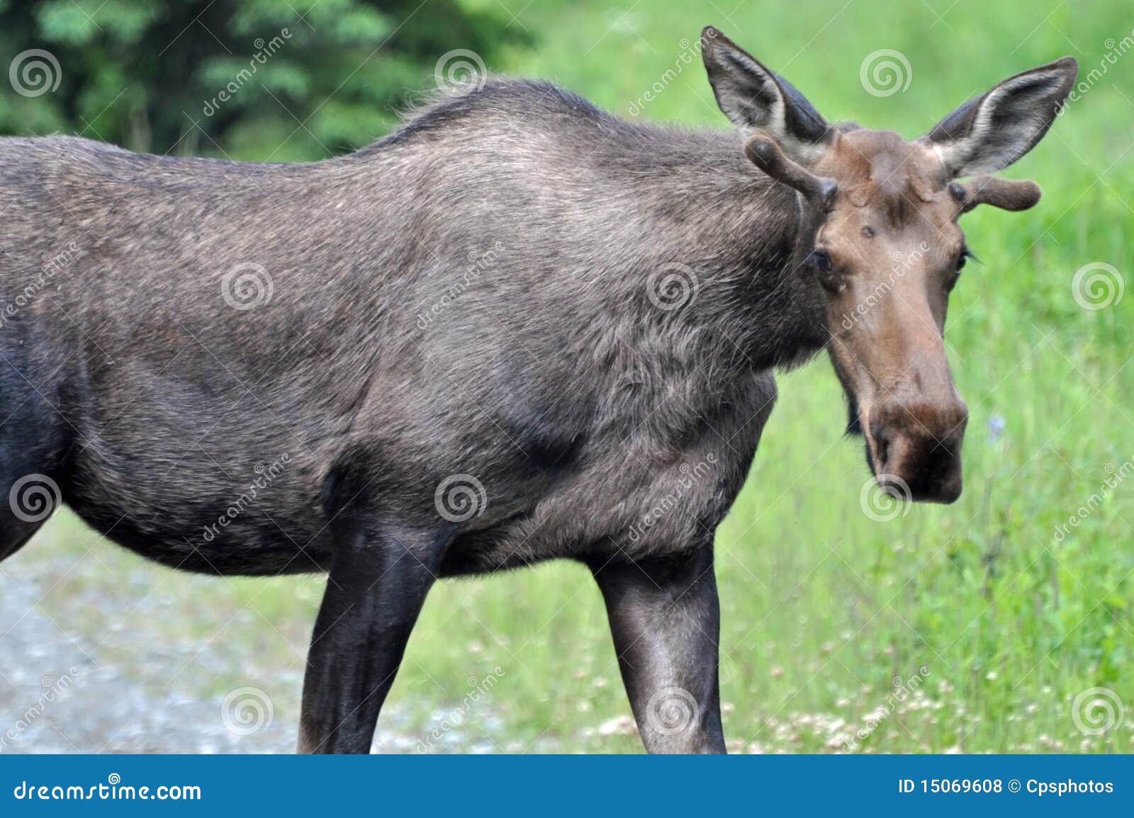 Wild Bull Moose stock photo. Image of bull, north, twins - 15069608