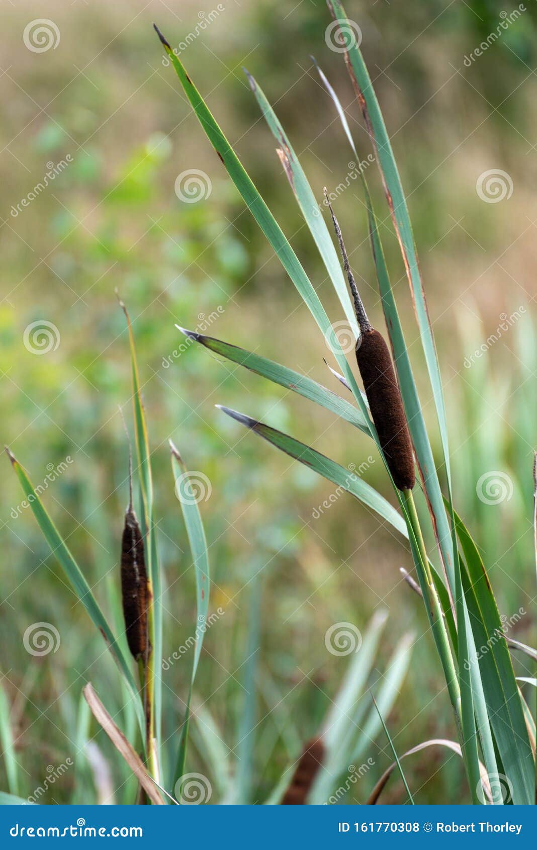 A Wild Bulrush on the Moors Stock Photo - Image of floral, hardstem ...
