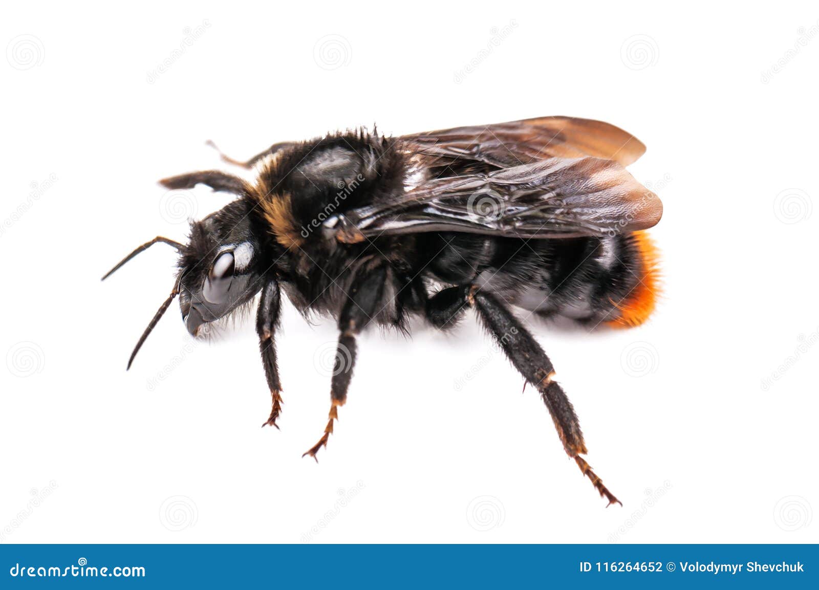 Wild bumblebee isolated stock photo. Image of black - 116264652