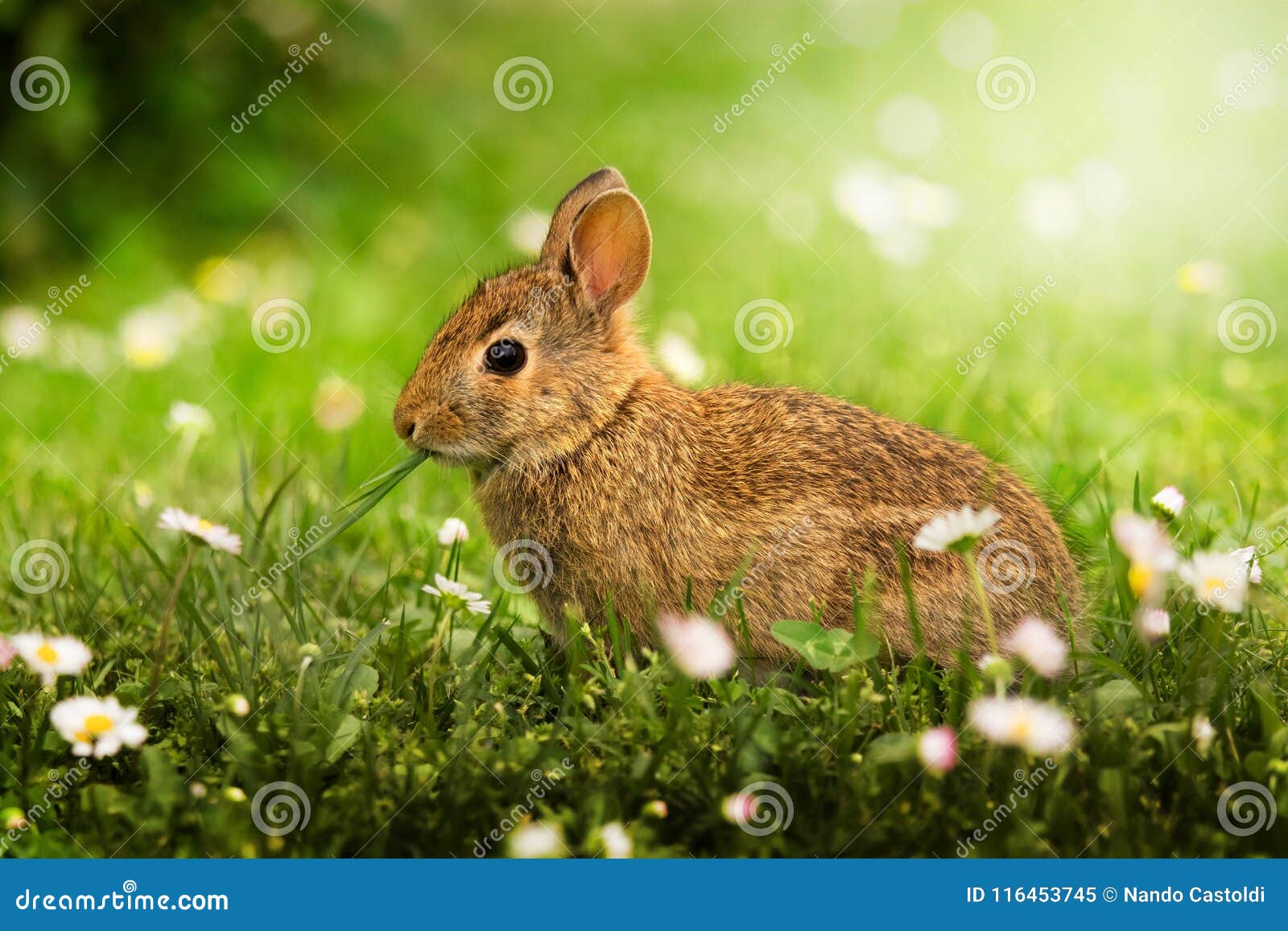 Wild bunny in the meadow stock image. Image of mammal - 116453745