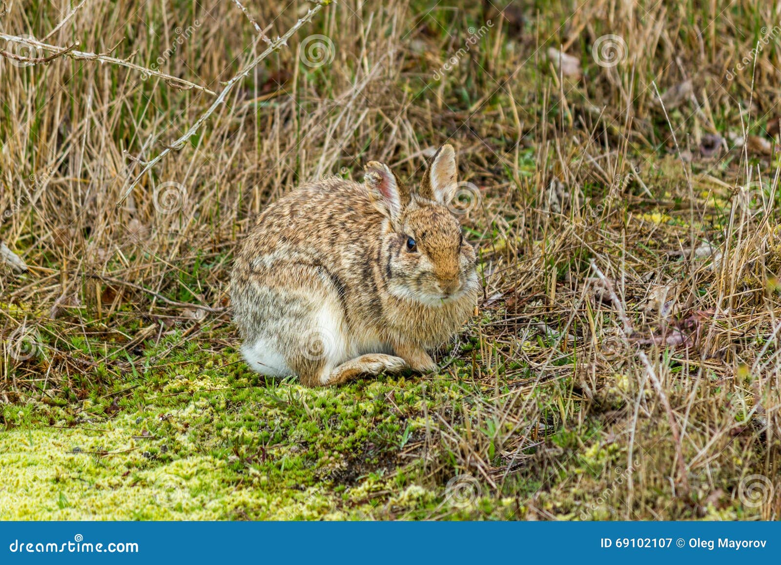 Wild bunny in nature stock image. Image of domestic, profile - 69102107
