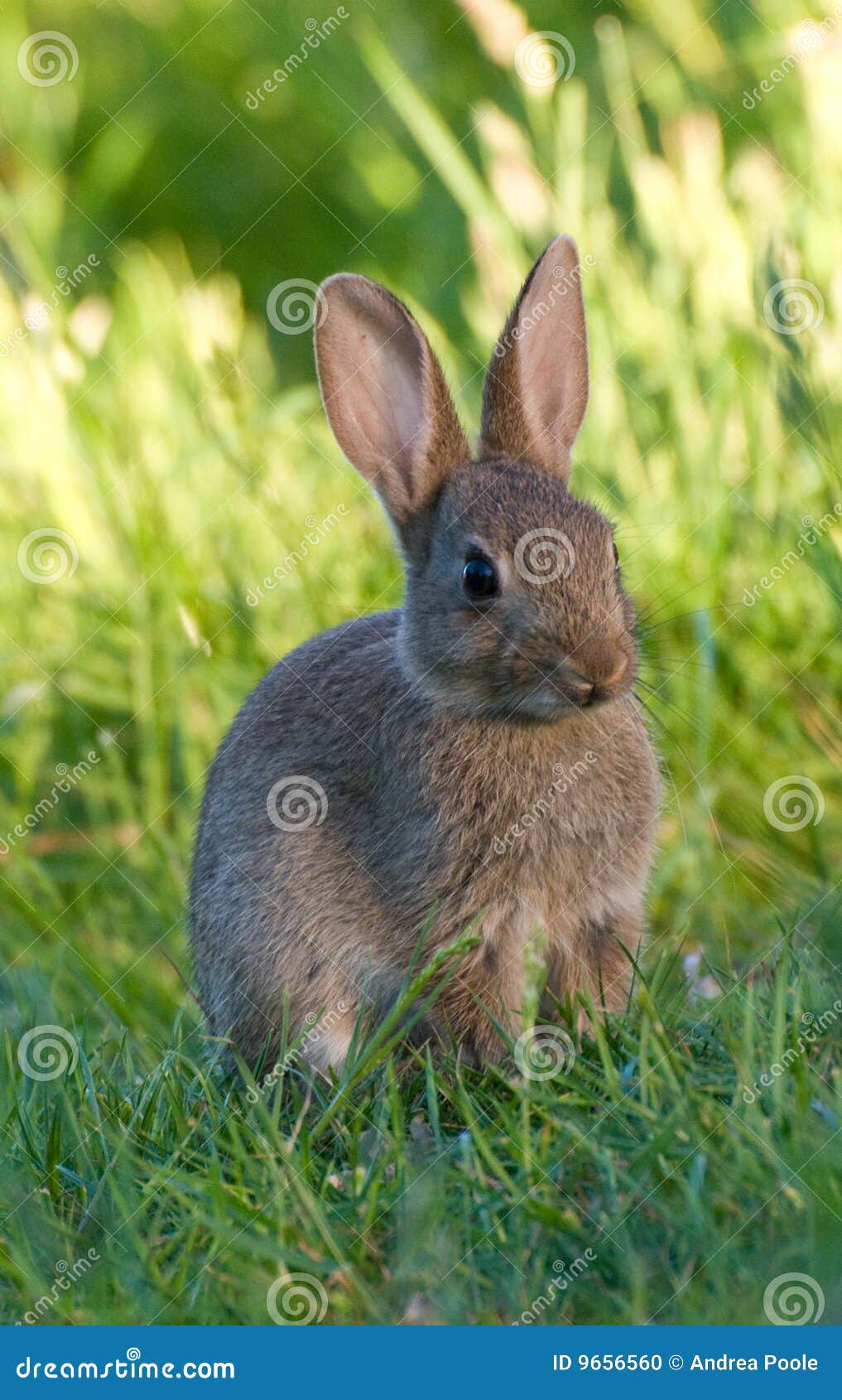 Wild Bunny Rabbit stock photo. Image of richmond, wildlife - 9656560
