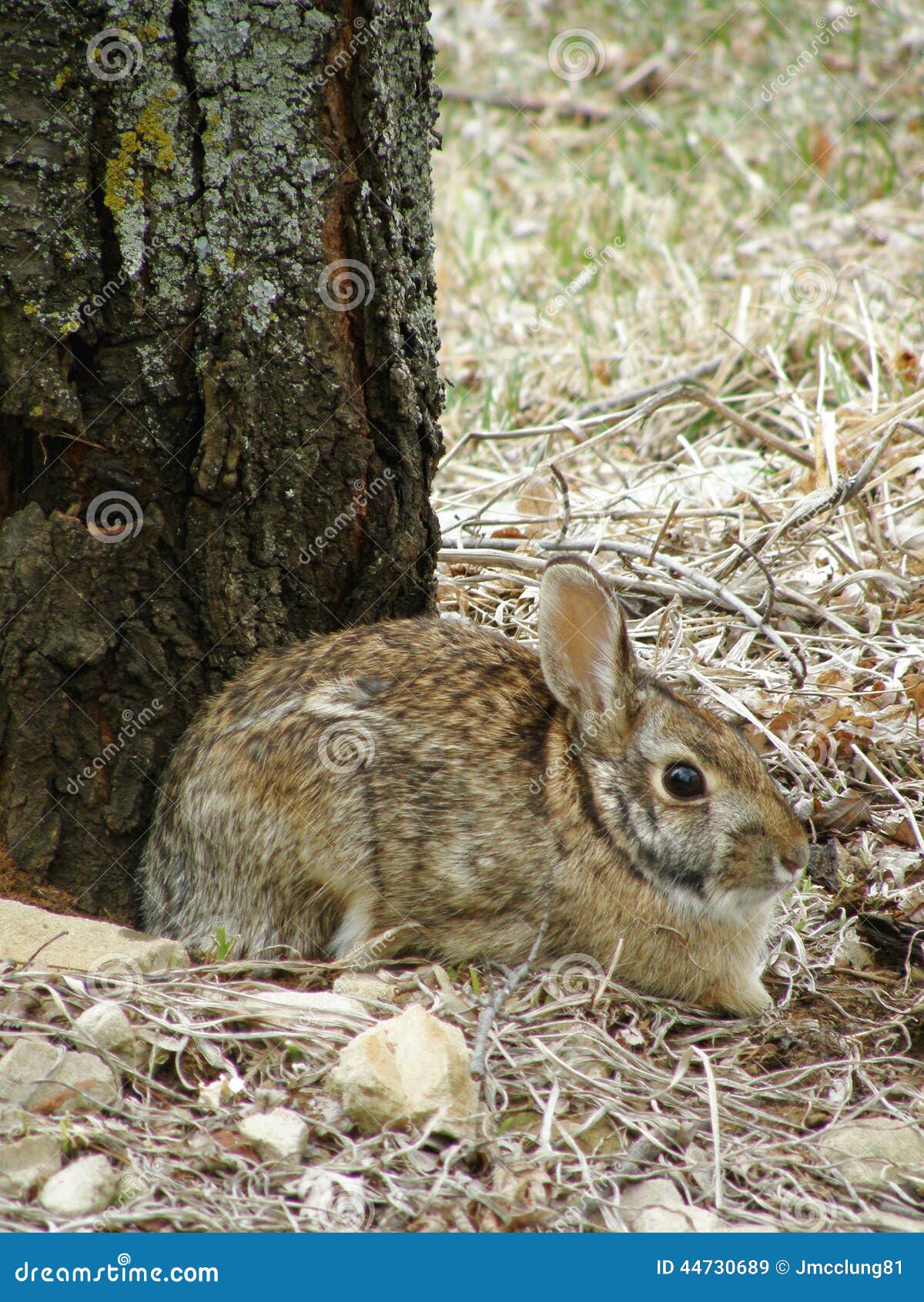 Wild bunny rabbit stock image. Image of gaze, look, lagomorpha - 44730689