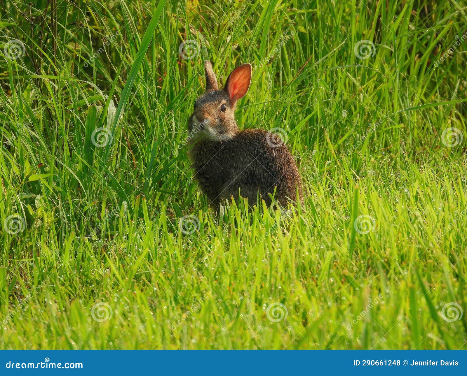 Wild Bunny Rabbit Sits in the Grass Soaking Up the Sun Stock Photo ...