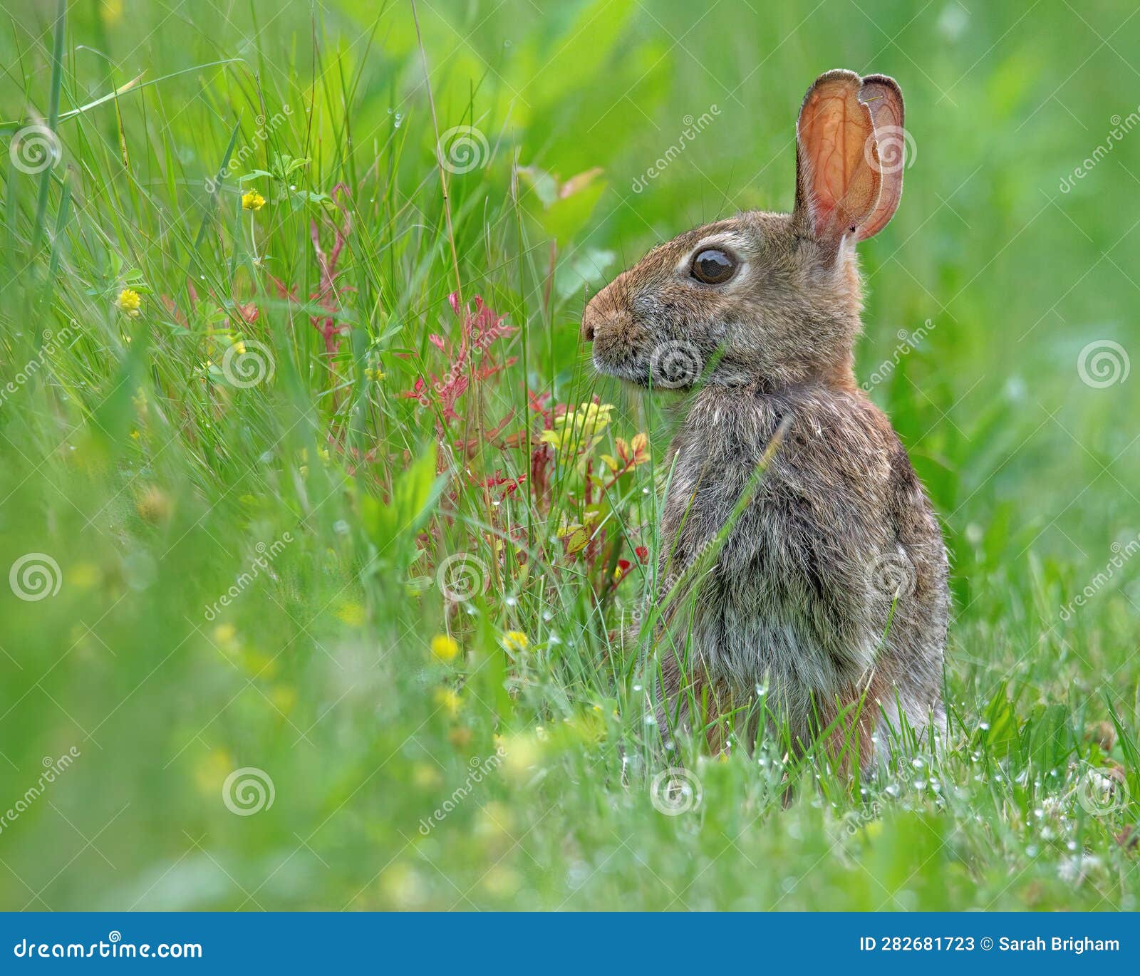 Wild Bunny Rabbit Sitting in Grass and Flowers Stock Image - Image of ...