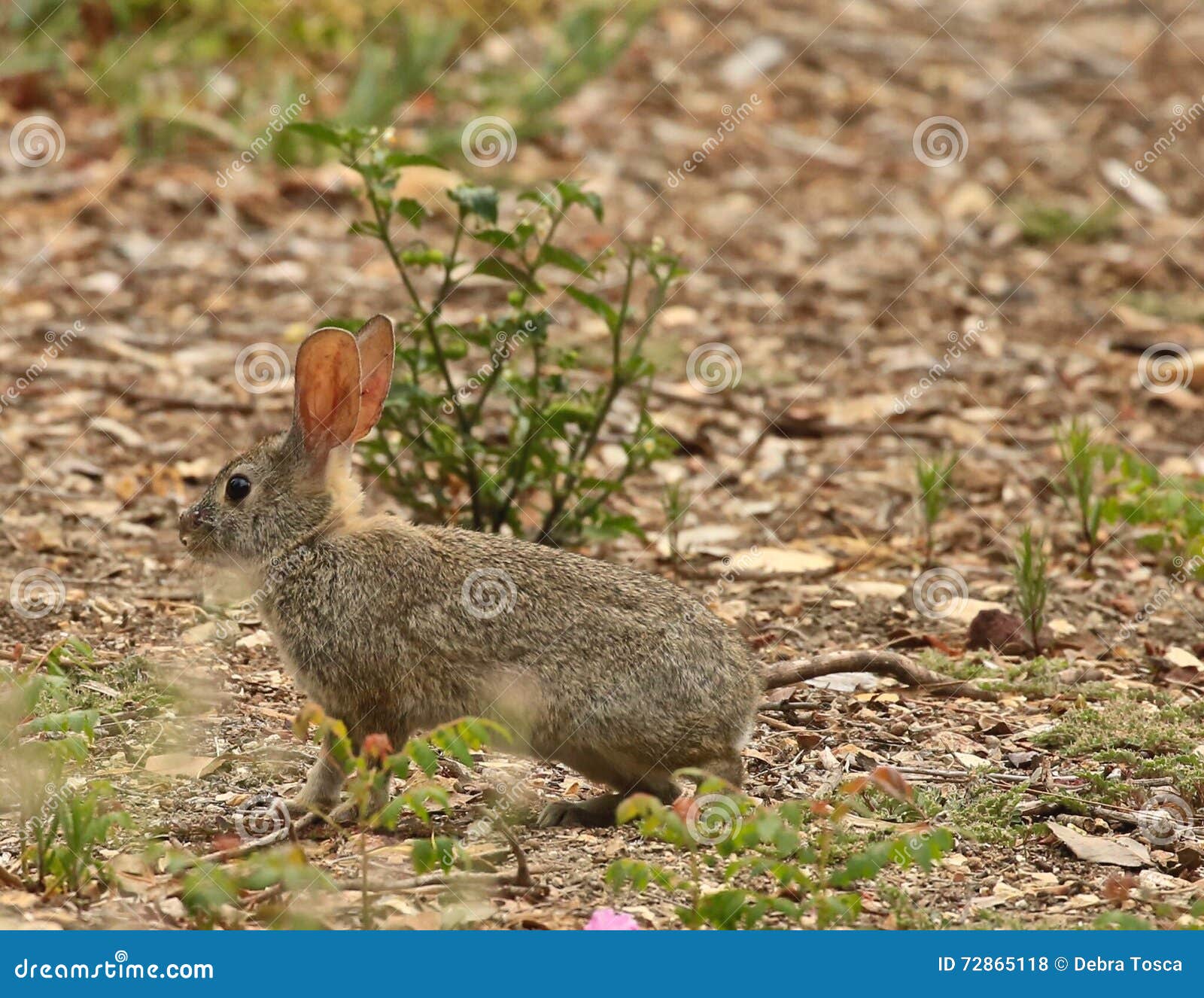 Wild bunny rabbit stock photo. Image of rabbit, ears - 72865118