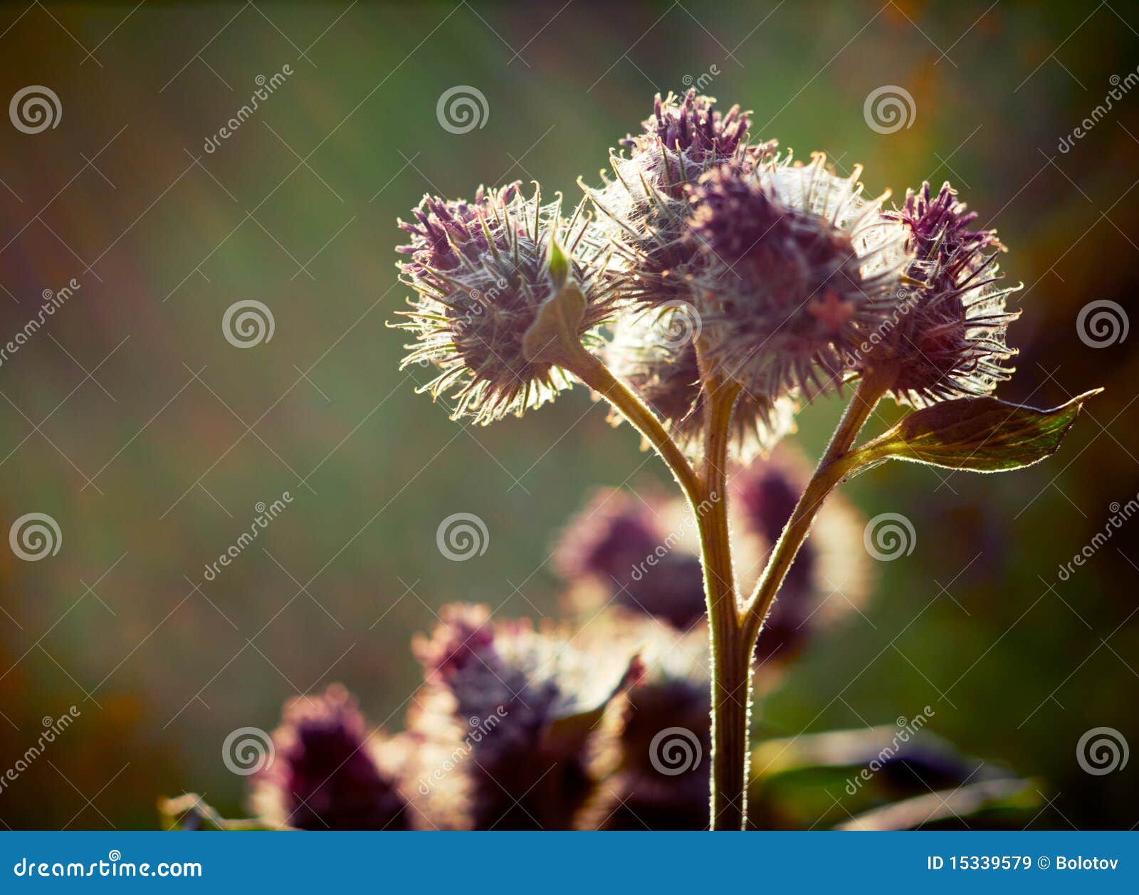 Wild bur flower at sunset. stock image. Image of field - 15339579