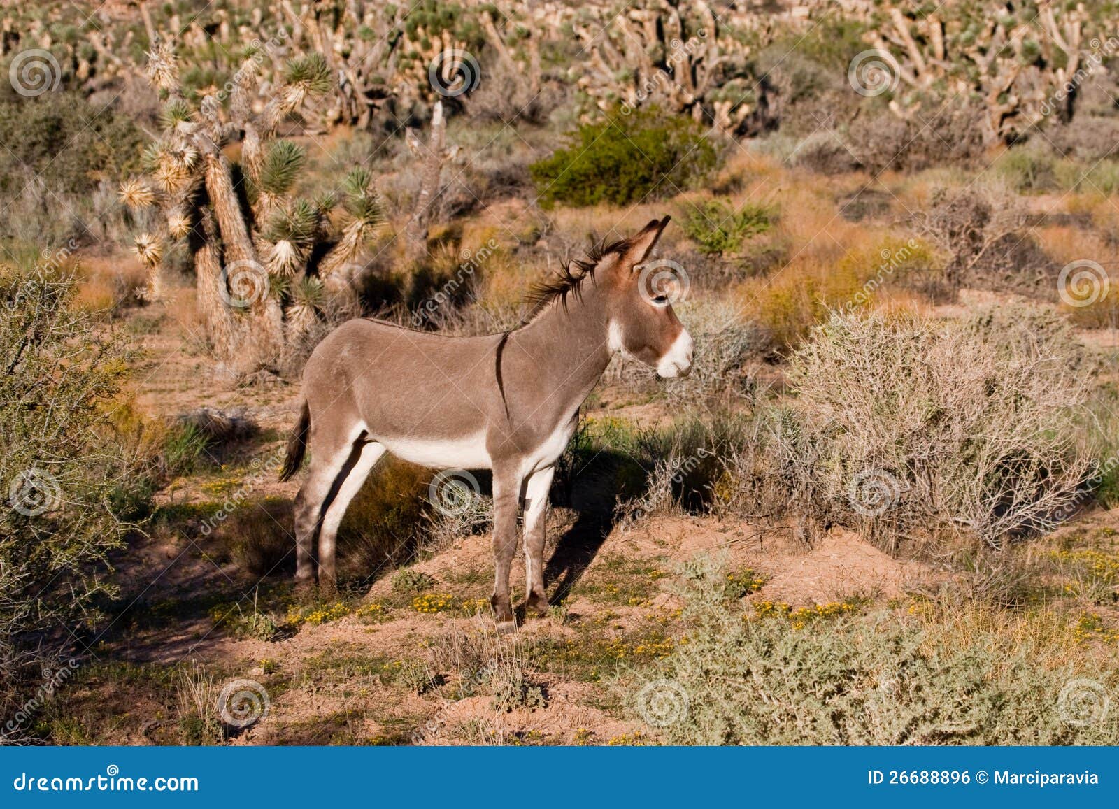 Wild Burro stock photo. Image of canyon, mussle, burro - 26688896