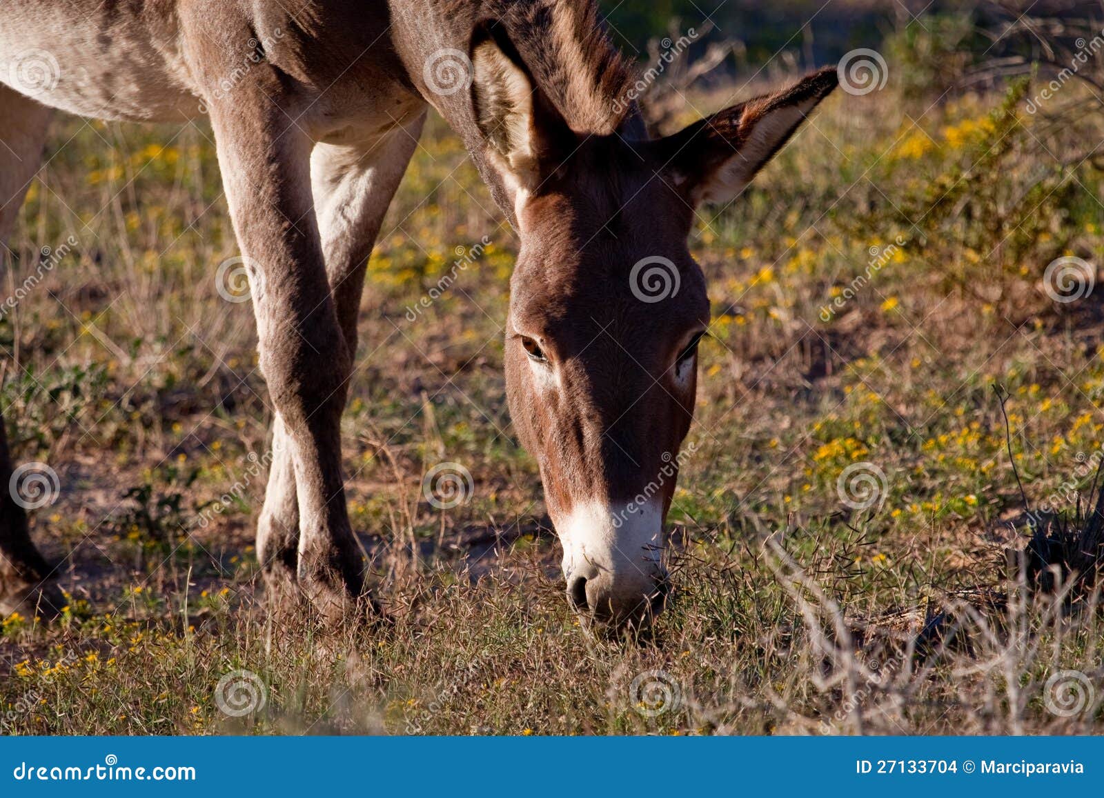 Wild Burro stock photo. Image of brush, scrub, donkey - 27133704