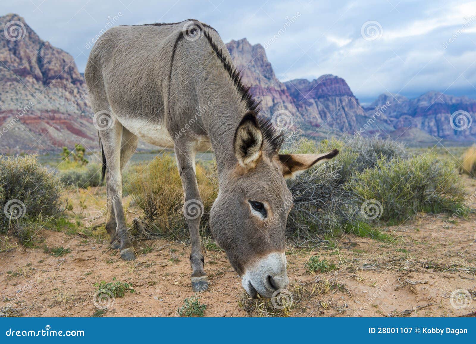 Wild burro stock image. Image of nevada, nature, mule - 28001107