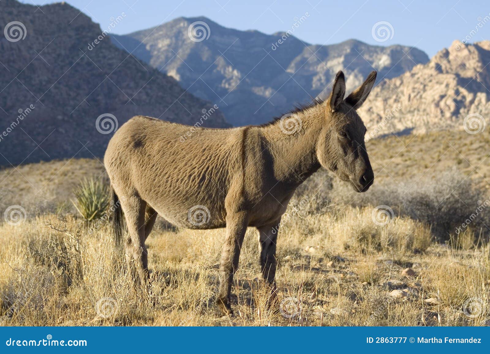 Wild Burro stock image. Image of plains, feral, ears, hills - 2863777