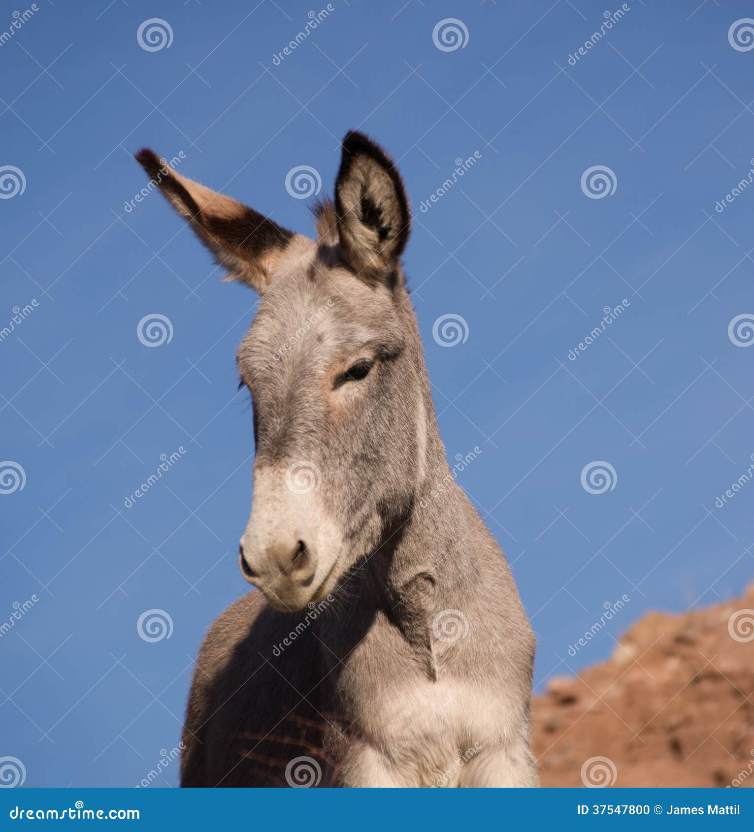 Wild Burro stock photo. Image of donkey, africanus, mammal - 37547800