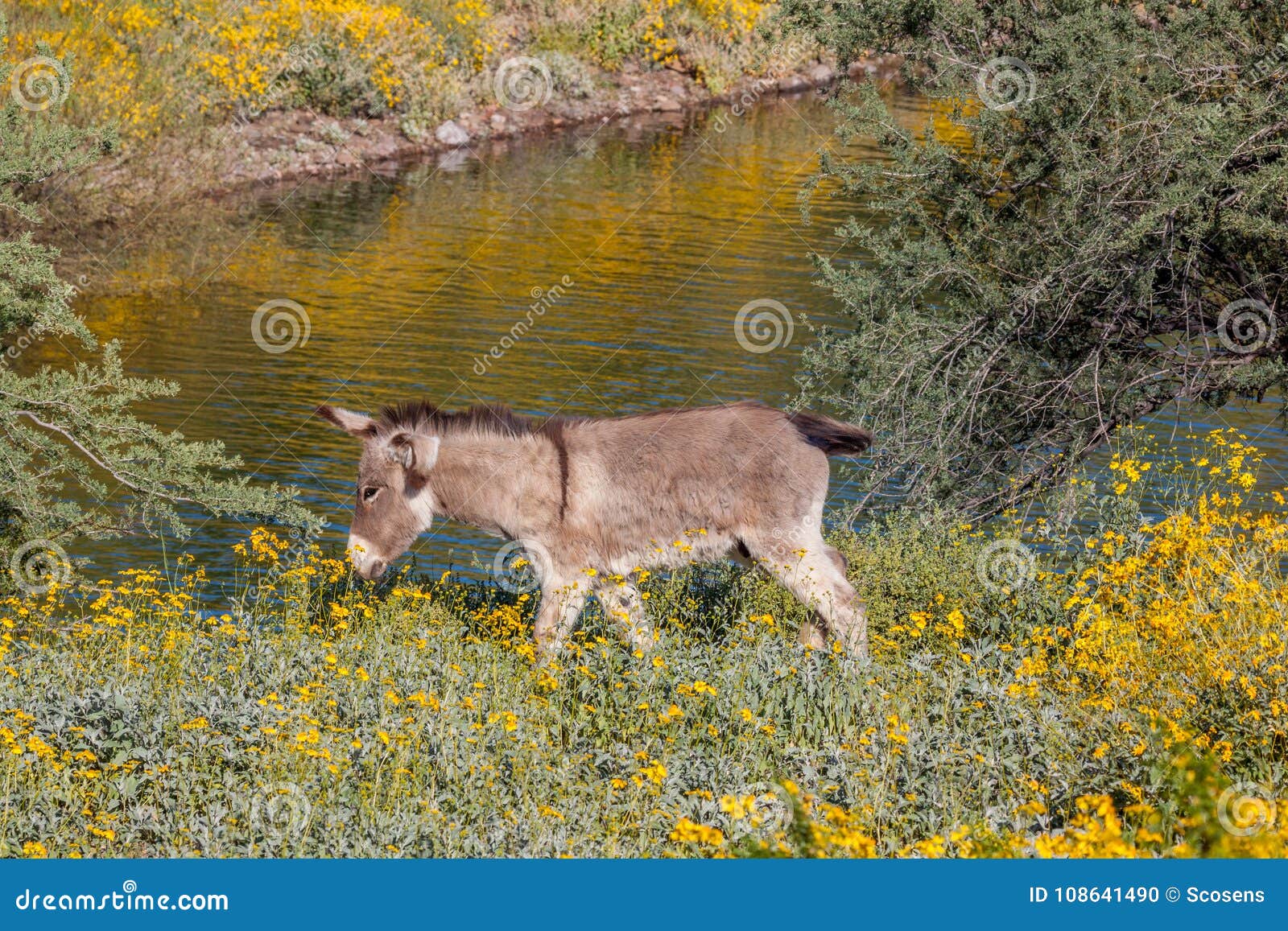 Wild Burro in Spring stock photo. Image of wildlife - 108641490