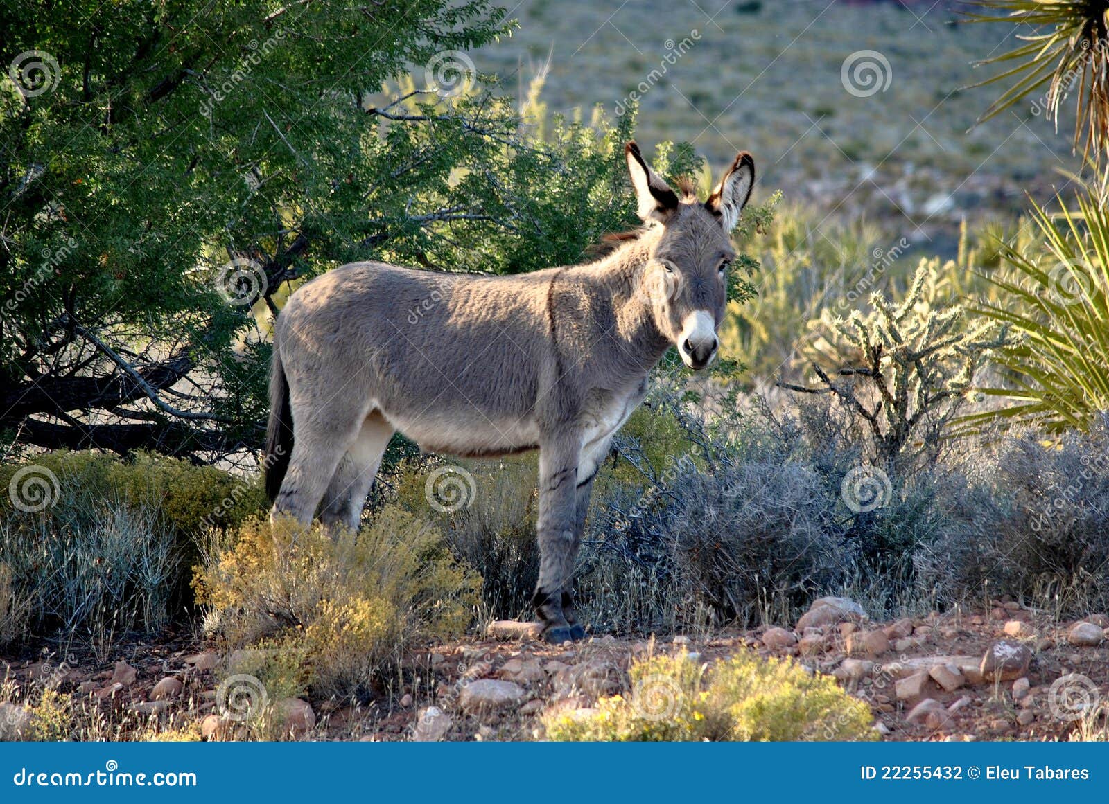 Wild Burro in the Desert stock photo. Image of trees - 22255432
