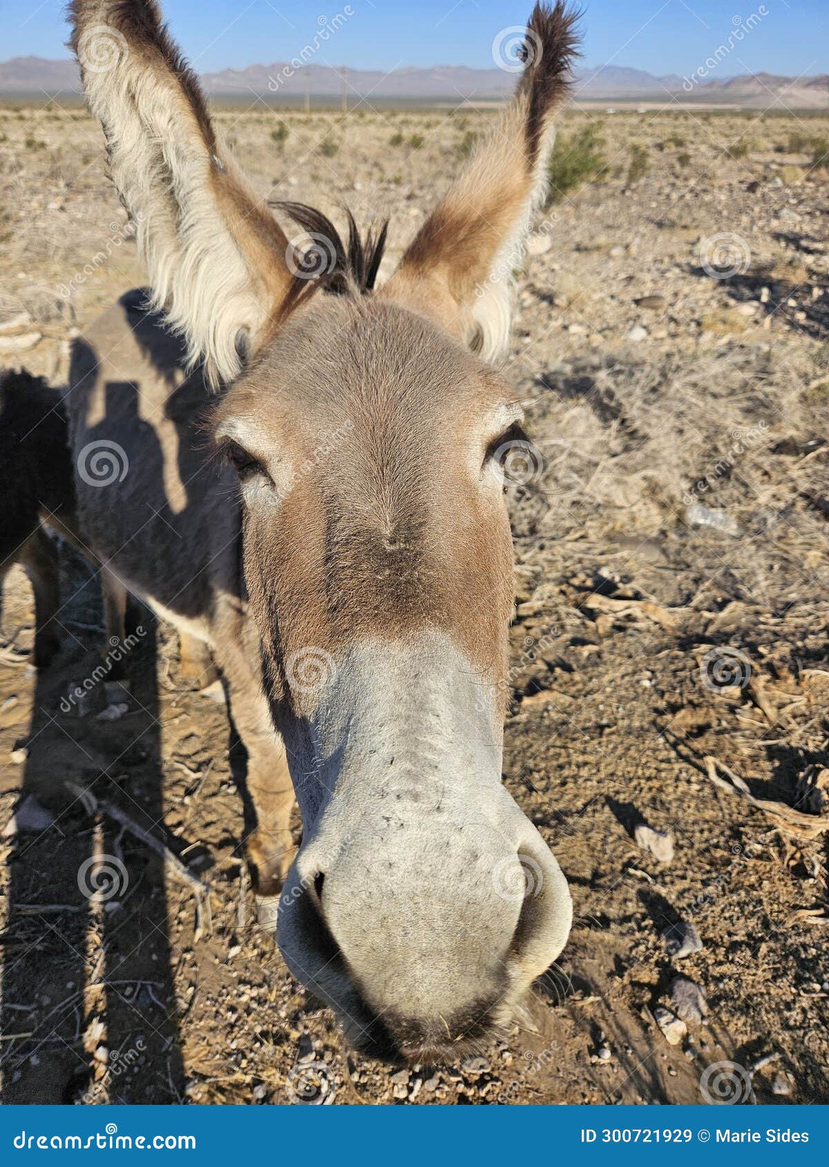 Wild burro in the desert stock image. Image of desert - 300721929