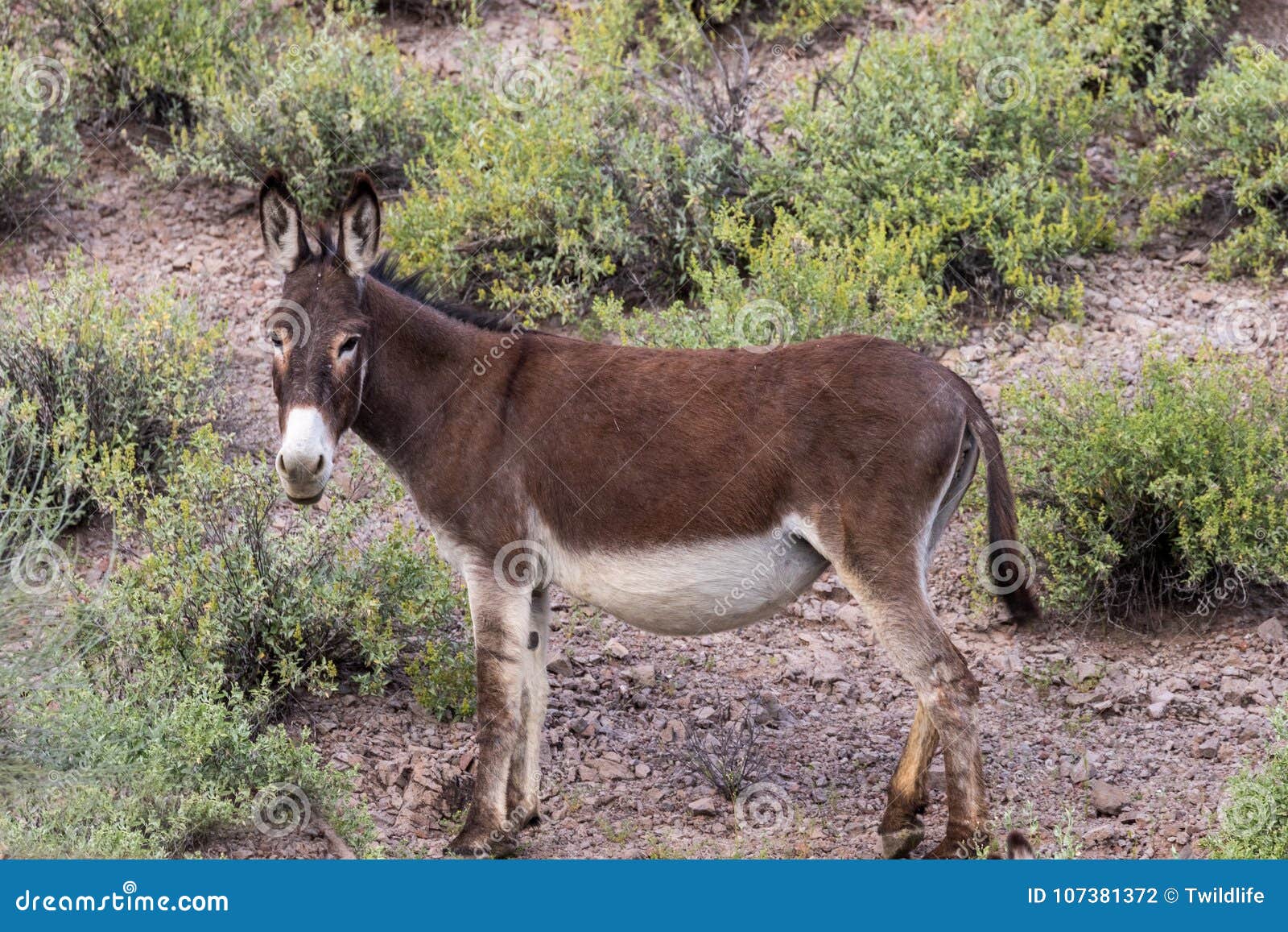Wild Burro in the Desert stock photo. Image of arizona - 107381372