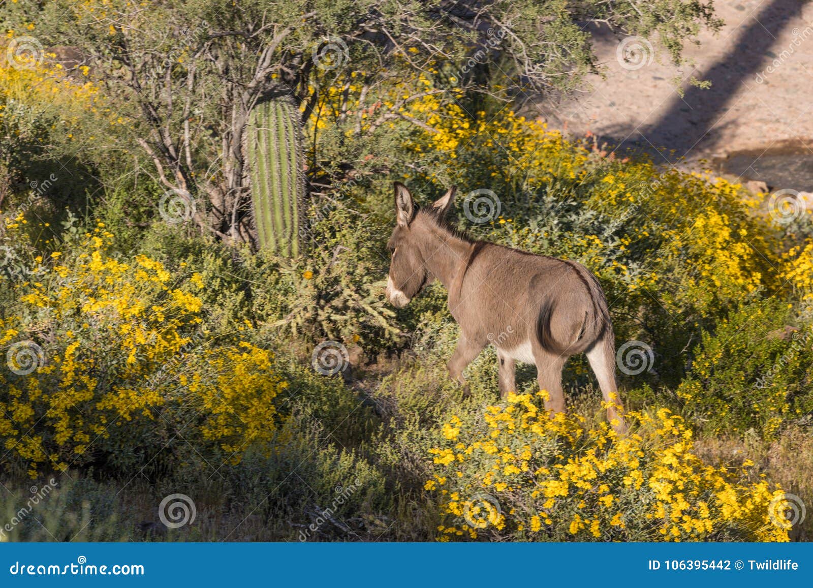 Wild Burro in the Desert in Spring Stock Photo - Image of nature ...