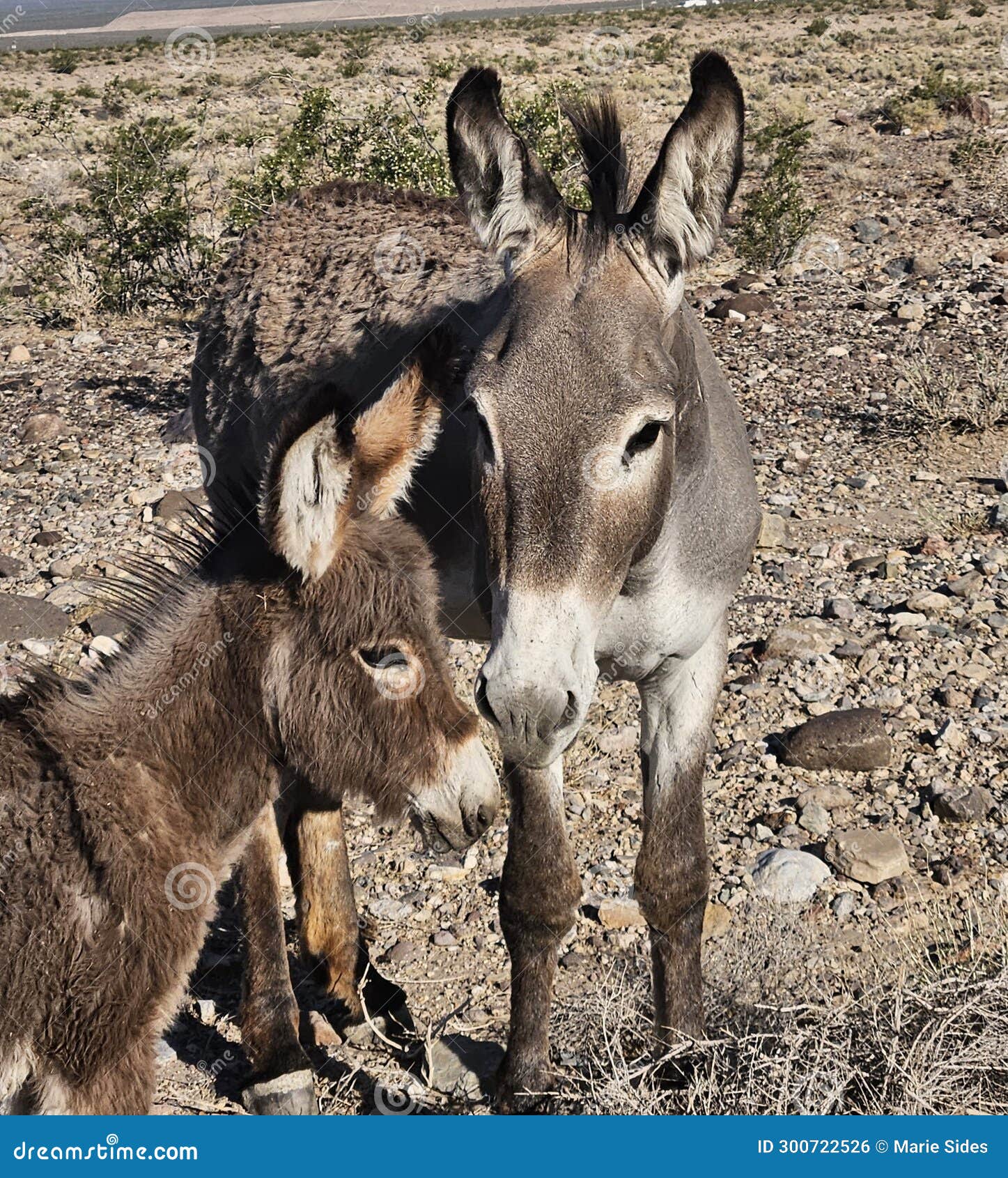 Wild burro in the desert stock photo. Image of donkey - 300722526