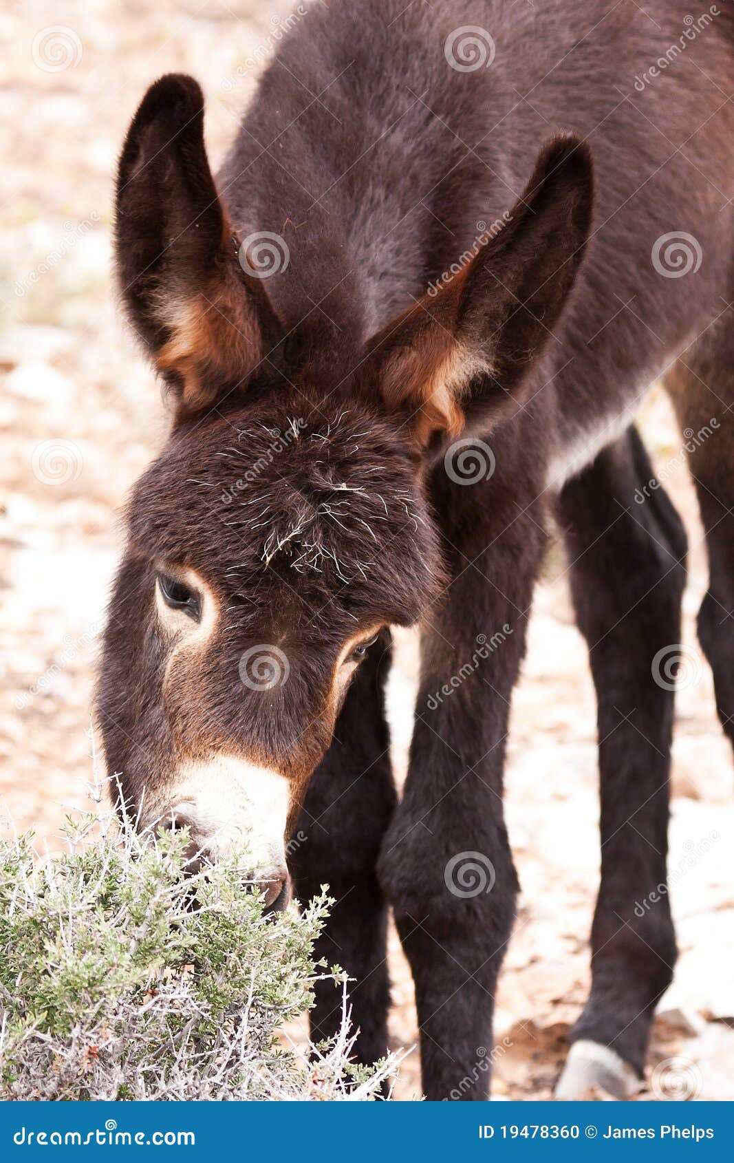 Wild Burro Donkey Foal Grazing Stock Photo - Image of animal, mule ...