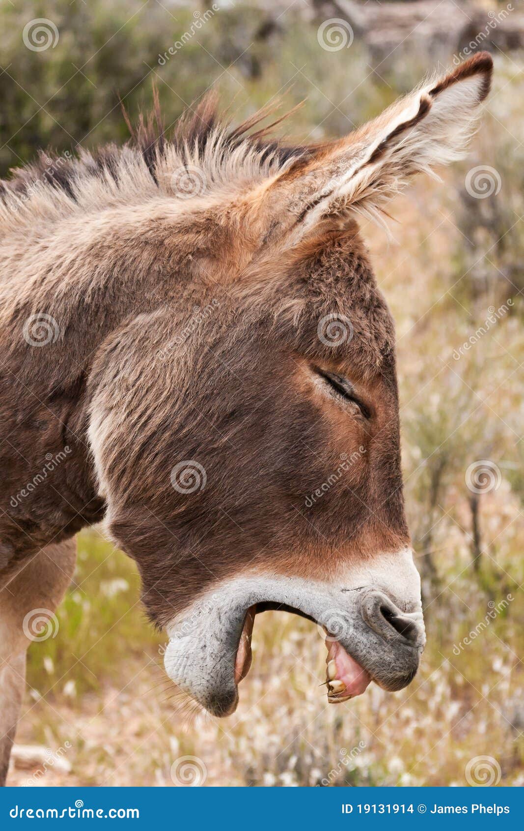 Wild Burro Donkey in Nevada Desert Stock Photo - Image of rock, mule ...