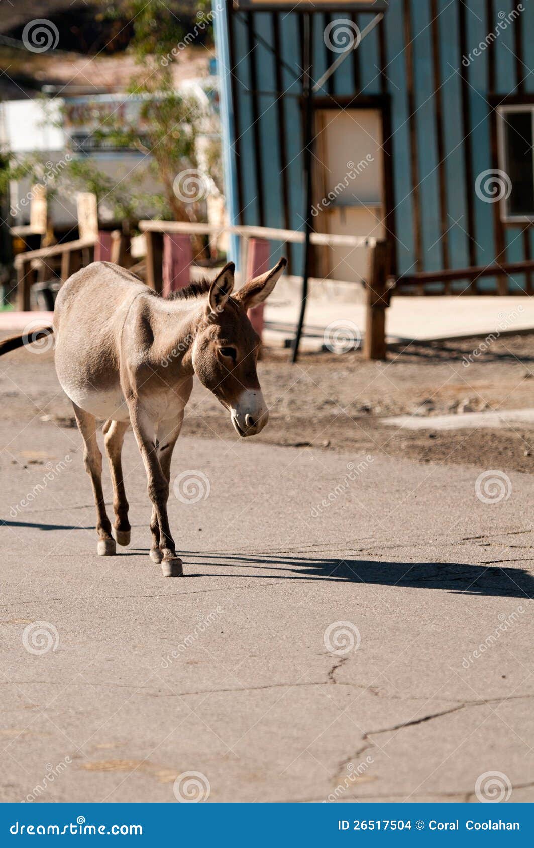 Wild Burro in Oatman, Arizona Stock Photo - Image of wild, burro: 26517504