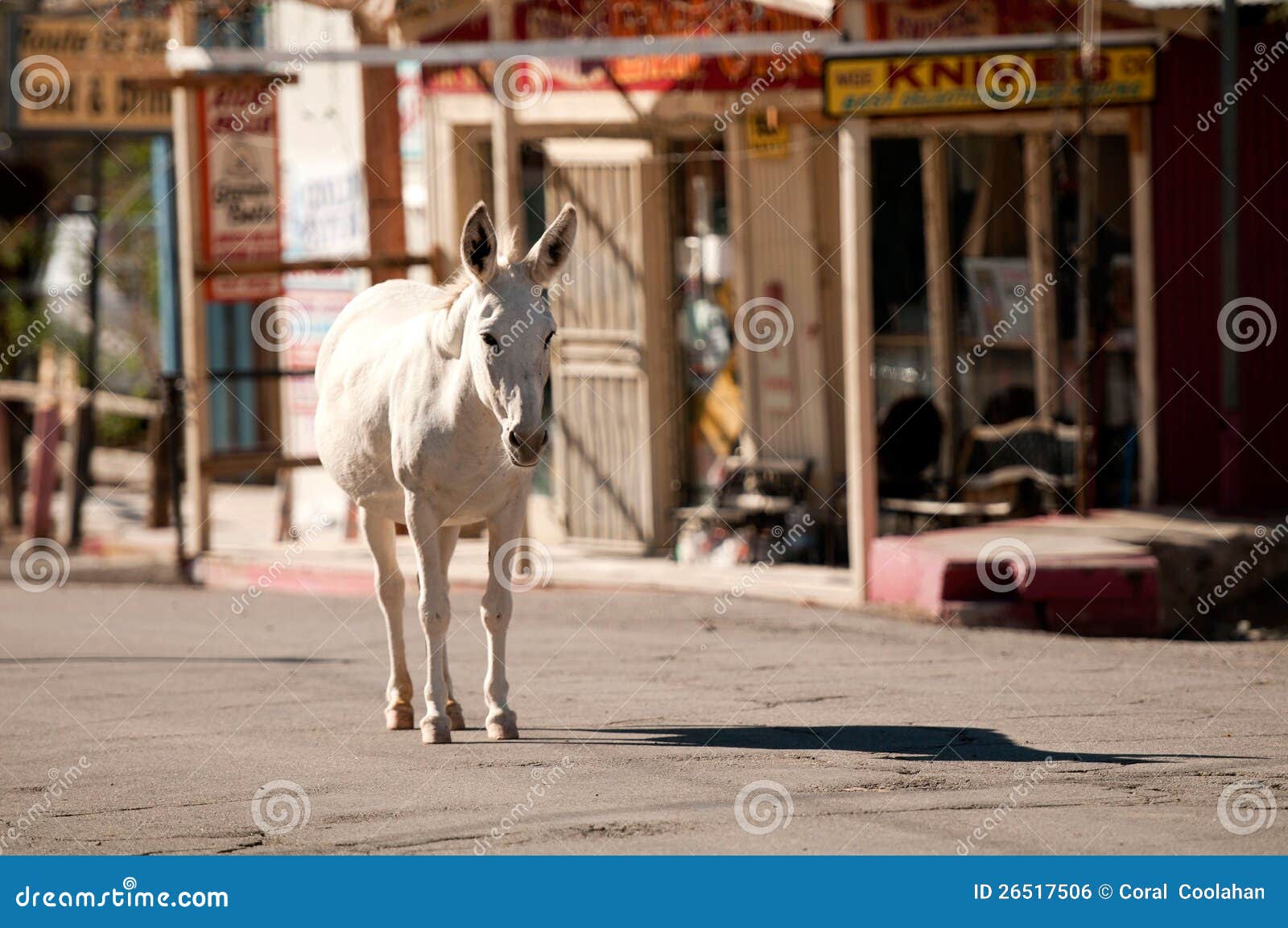 Wild Burro in Oatman, Arizona Stock Photo - Image of wild, gray: 26517506