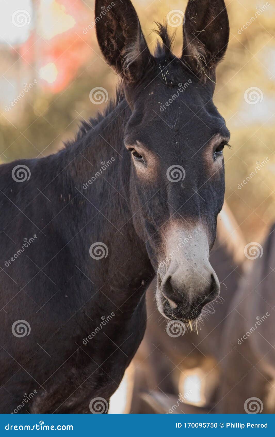 Wild burro stock photo. Image of wild, burro, nevada - 170095750