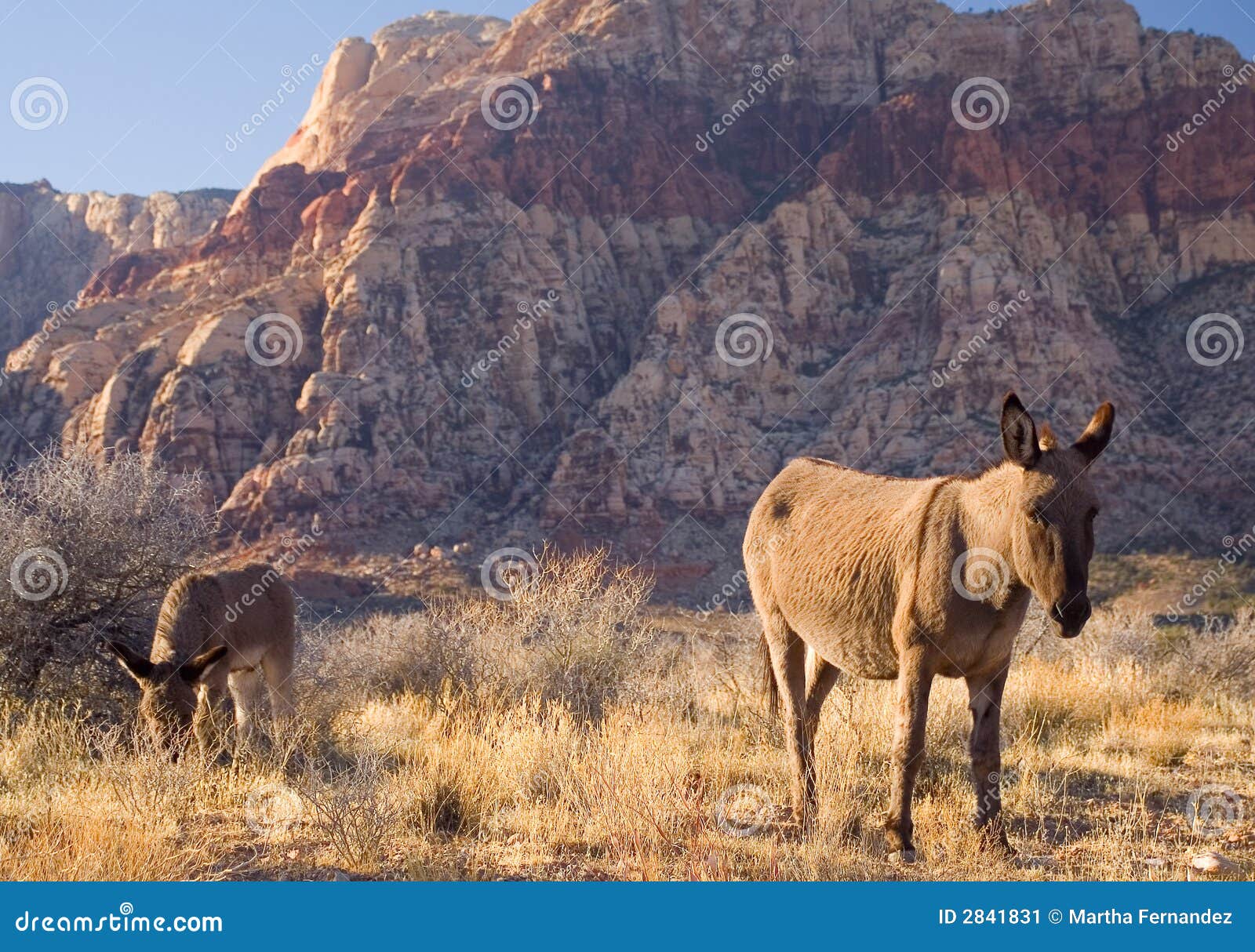 Wild Burros stock image. Image of prairie, vegas, feral - 2841831