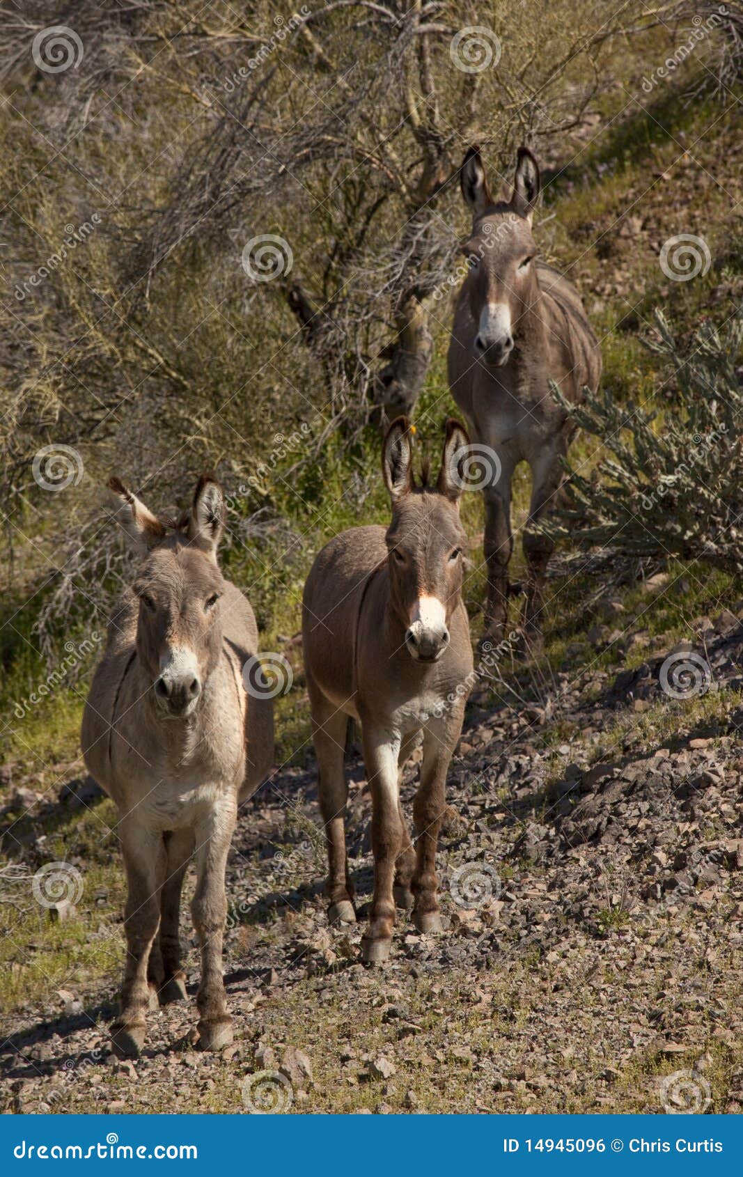 Wild Burros in Arizona stock photo. Image of countryside - 14945096
