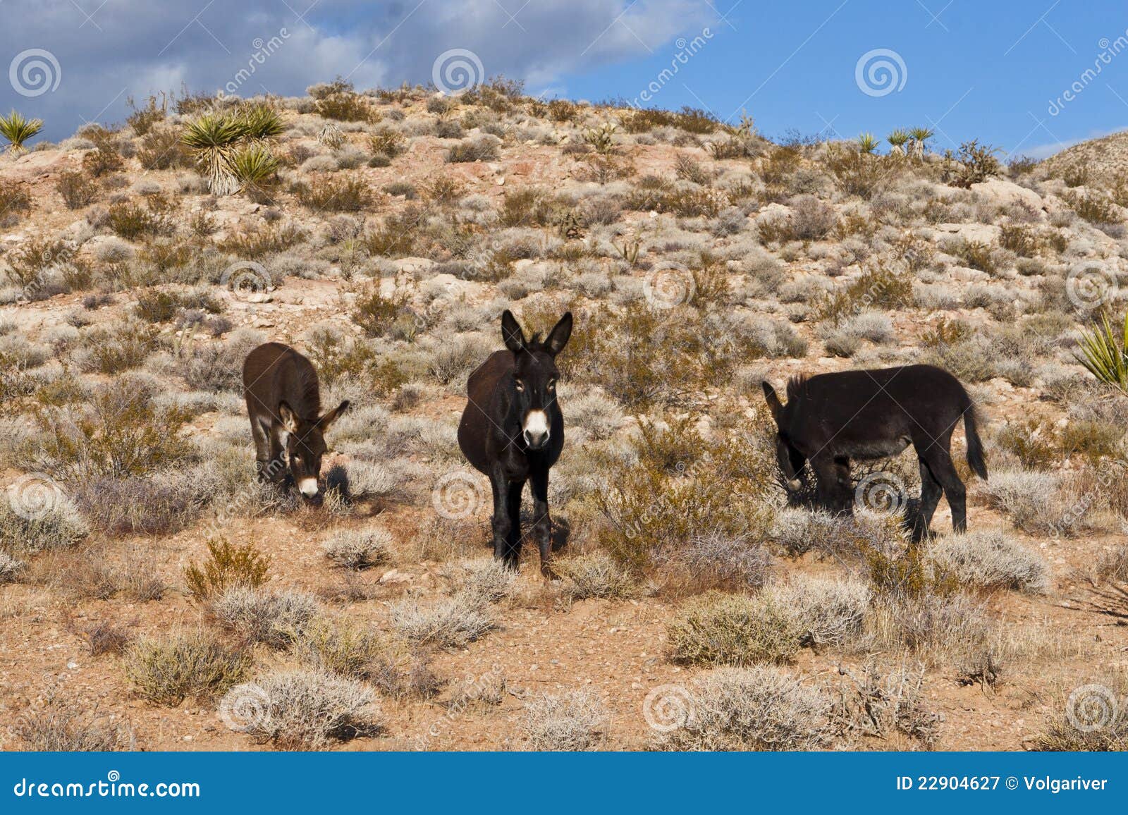 Wild Burros in Desert of Nevada Stock Image - Image of rock, desert ...