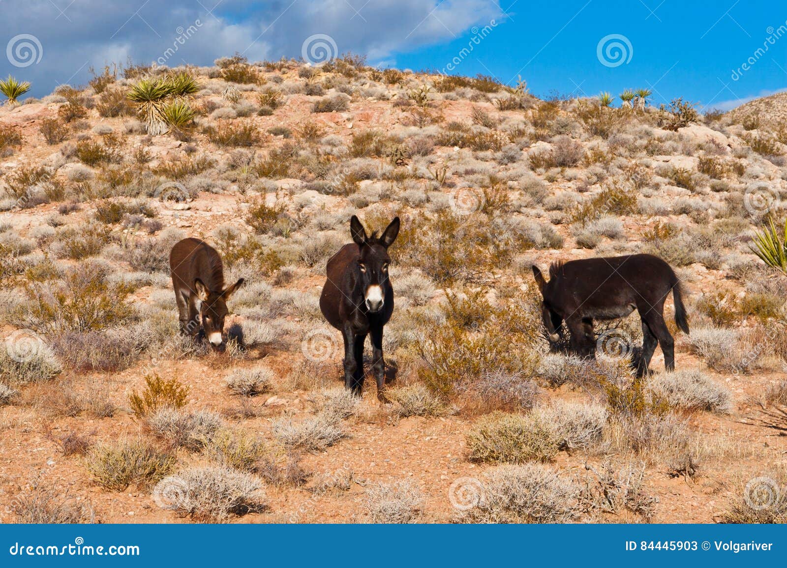 Wild Burros in Desert of Nevada Stock Image - Image of small, mammal ...