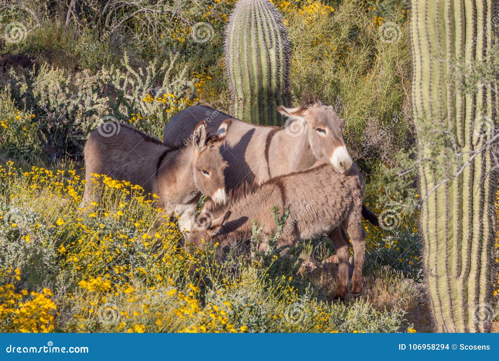 Wild Burros in the Desert in Spring Stock Photo - Image of lake, feral ...