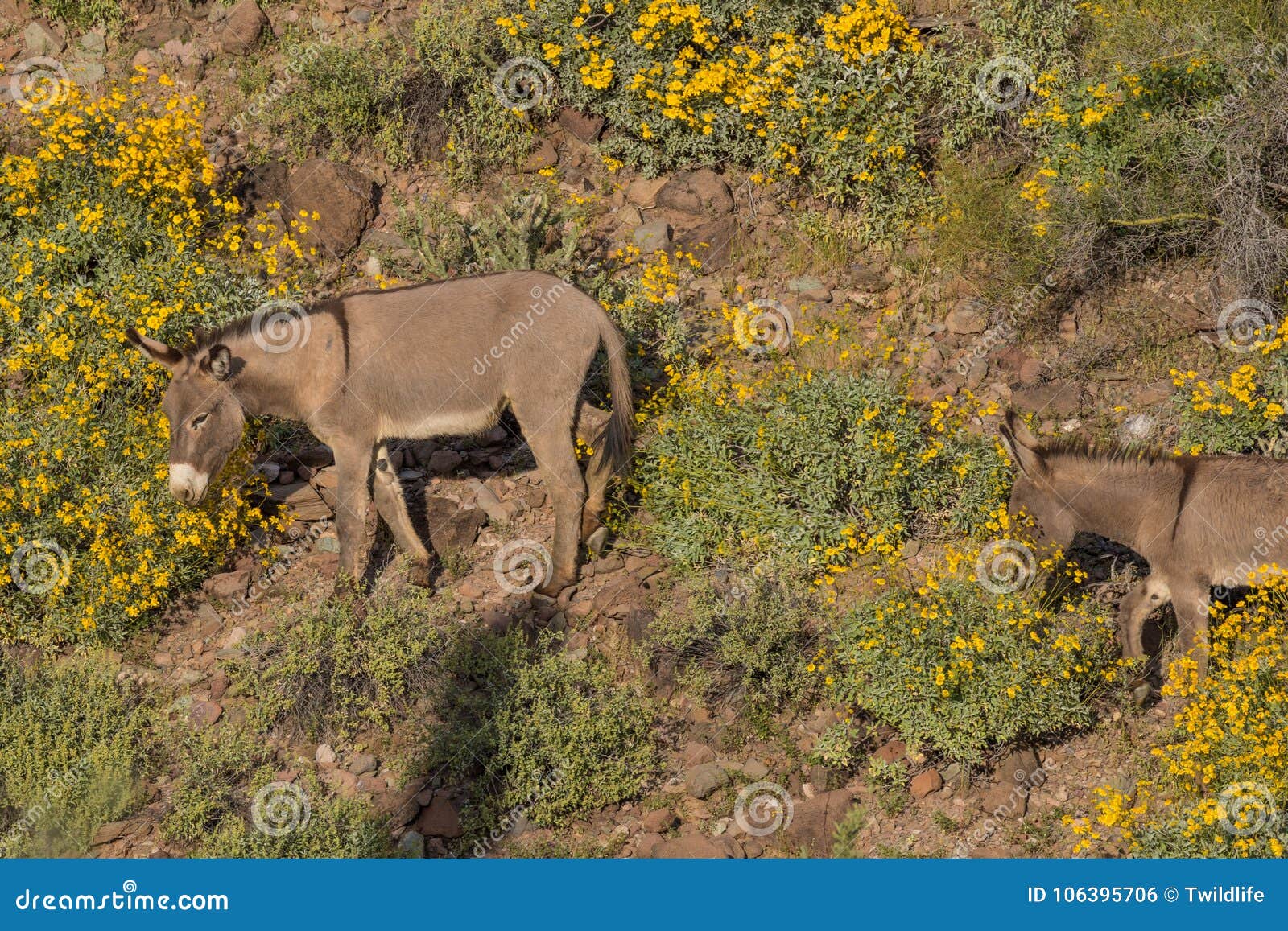 Wild Burros in the Desert in Spring Stock Photo - Image of donkey ...