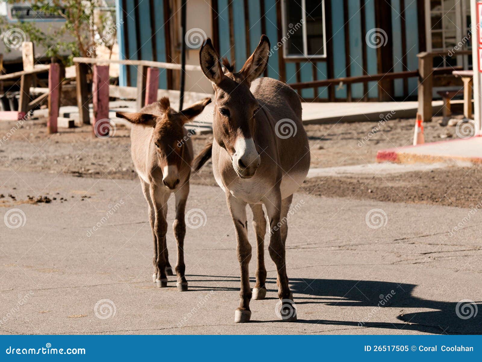 Wild Burros in Oatman, Arizona Stock Image - Image of mane, ears: 26517505