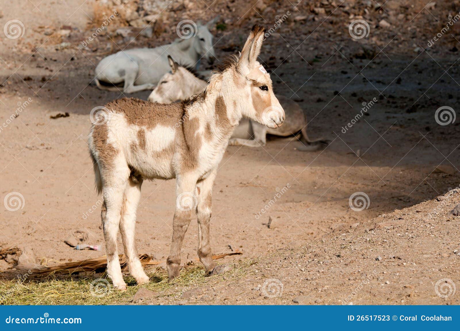 Wild Burros in Oatman, Arizona Stock Image - Image of mane, arizona ...