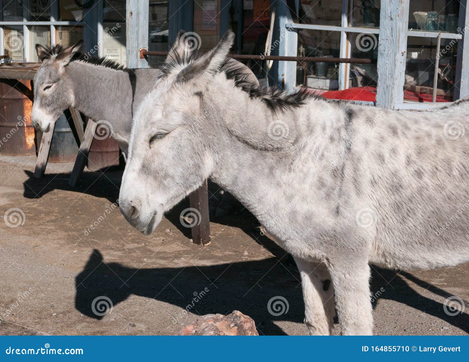 Wild Burros, Oatman, Arizona Stock Photo - Image of faces, brown: 164855710