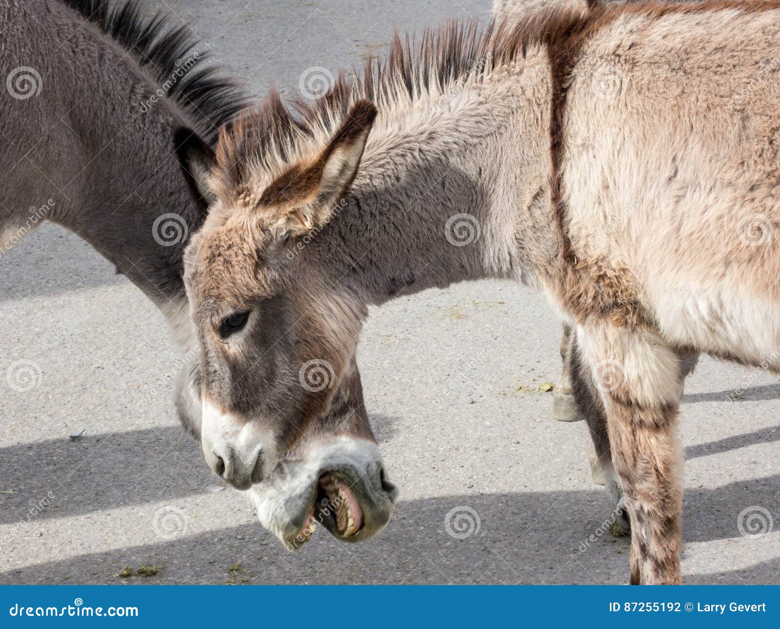 Wild Burros in town stock photo. Image of arizona, feed - 87255192