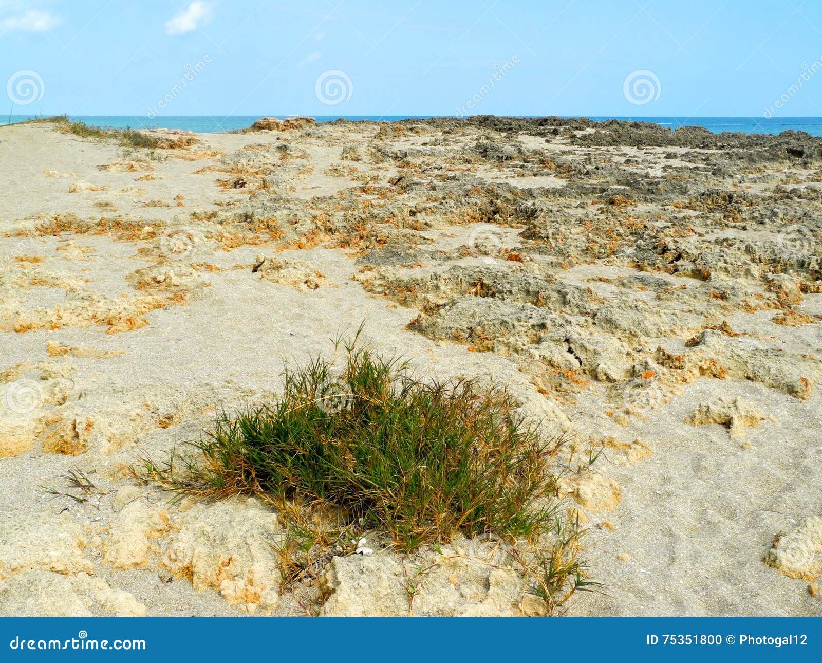 A Wild Bush on a Beach Cliff Stock Photo - Image of white, beige: 75351800