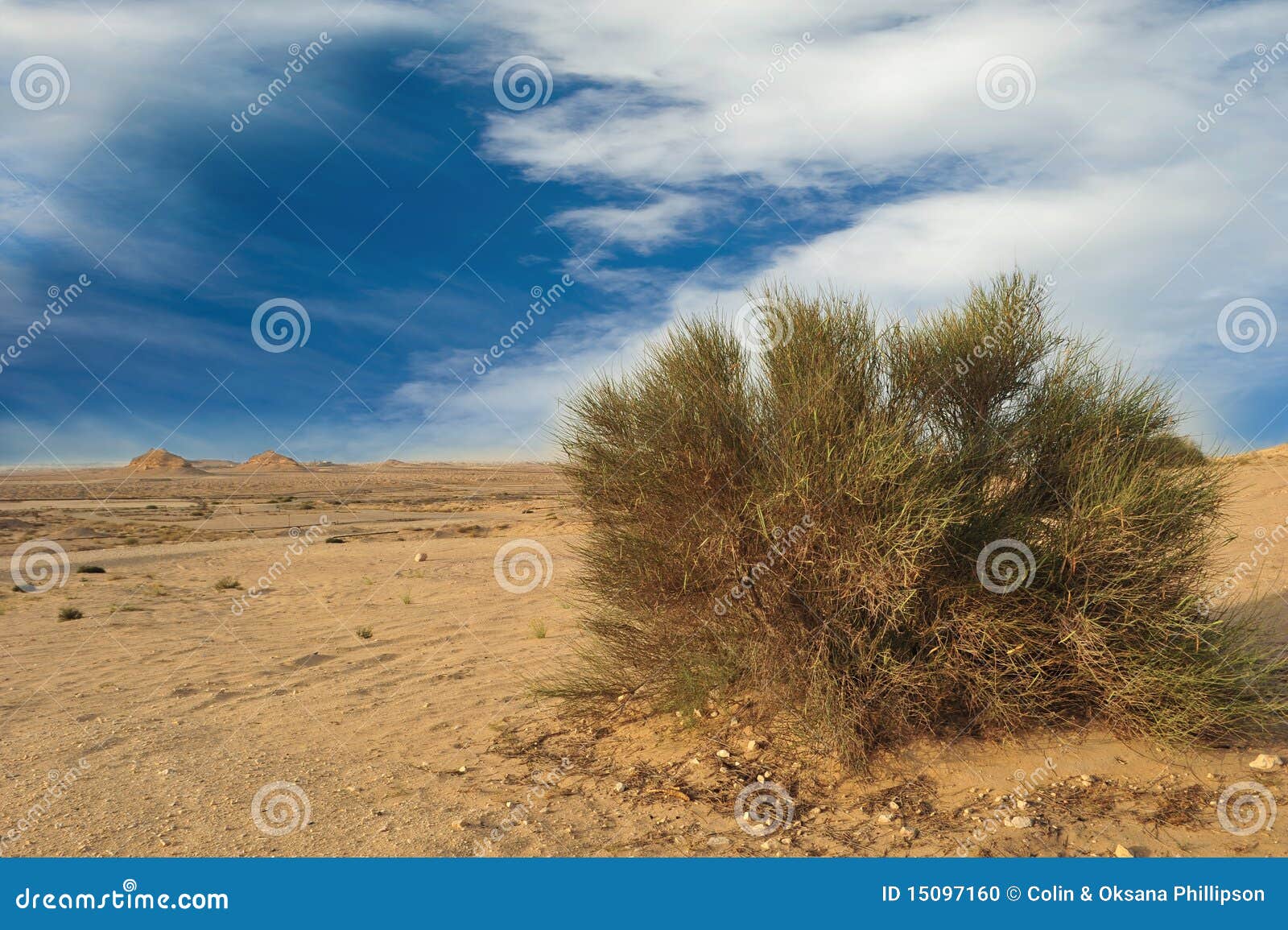 Wild bush in desert stock photo. Image of heat, grass - 15097160