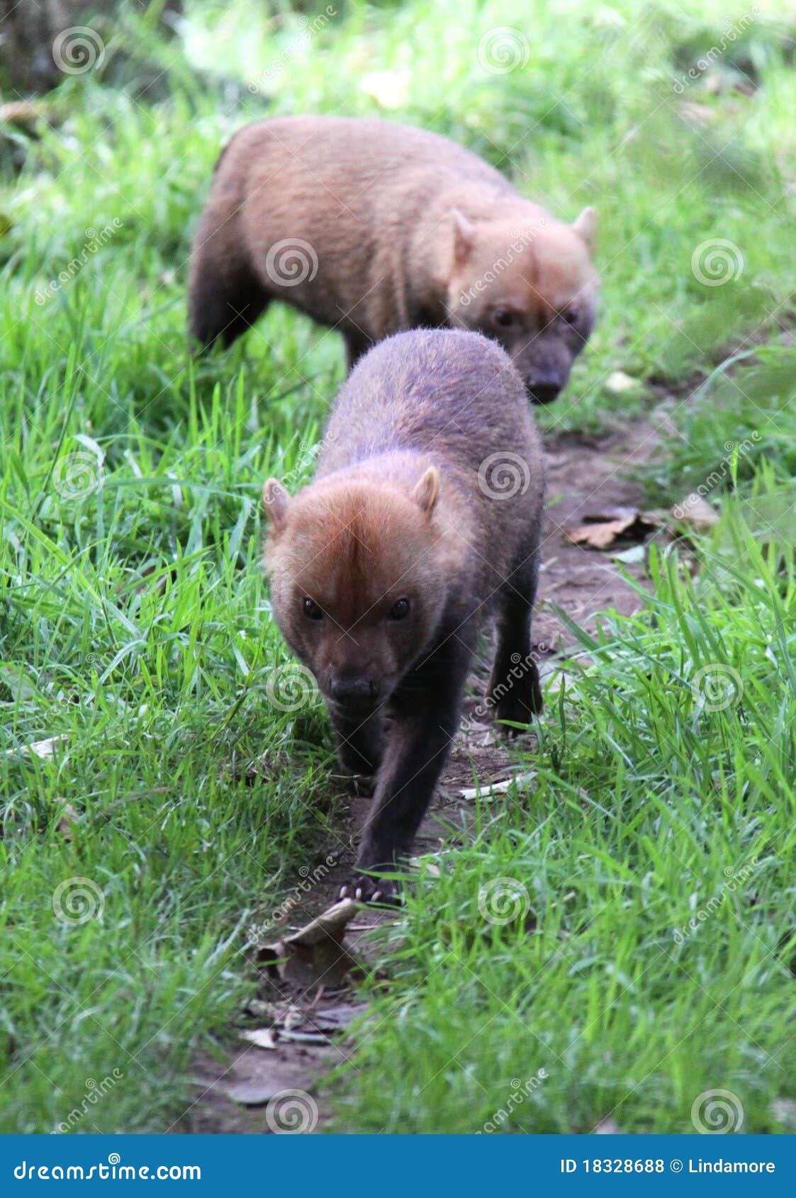 Wild Bush Dogs Walking Towards Camera Stock Photo - Image of close ...