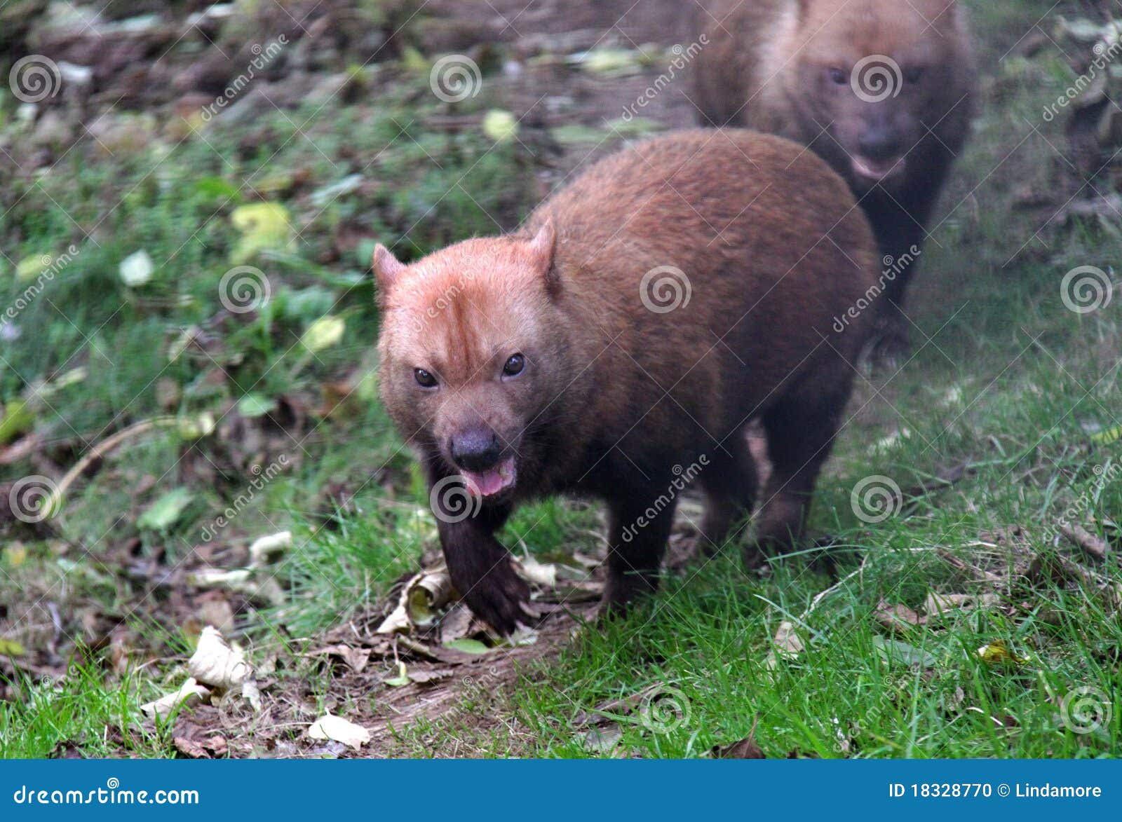 Wild Bush Dogs Walking Towards Camera Stock Photo - Image of brown ...