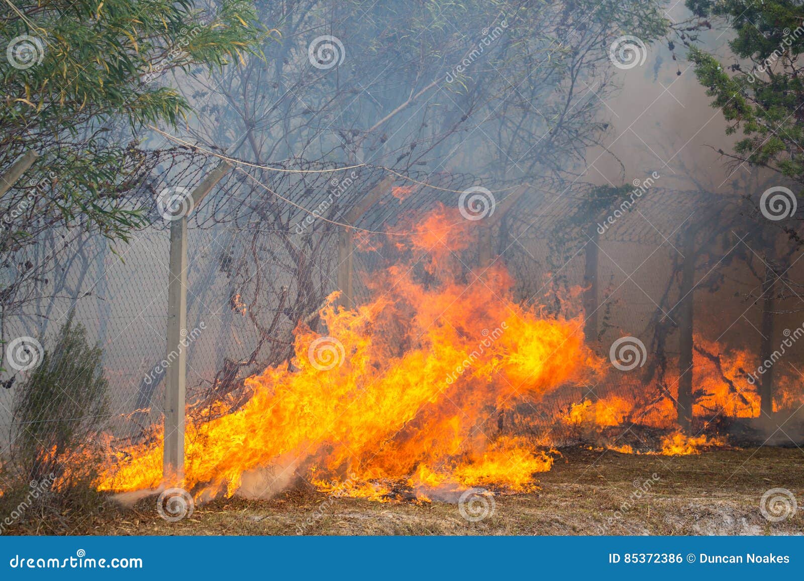 Wild Bush Fire stock photo. Image of firewood, flames - 85372386