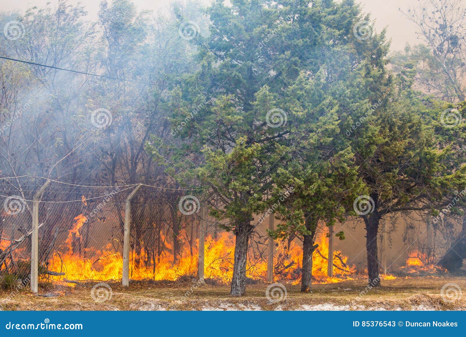 Wild Bush Fire stock image. Image of color, trees, wild - 85376543