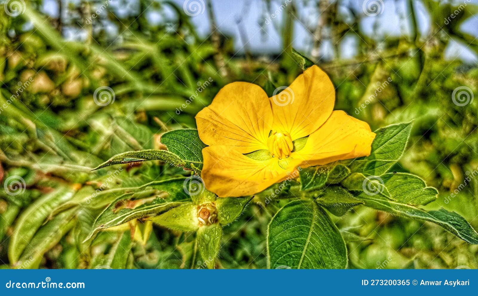 Wild Bush Flowers Looks so Beautifull Stock Image - Image of looks ...